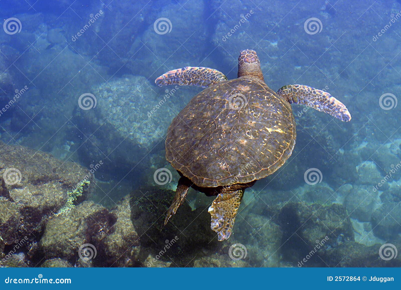 Pacific green sea turtle stock photo. Image of closeup - 2572864
