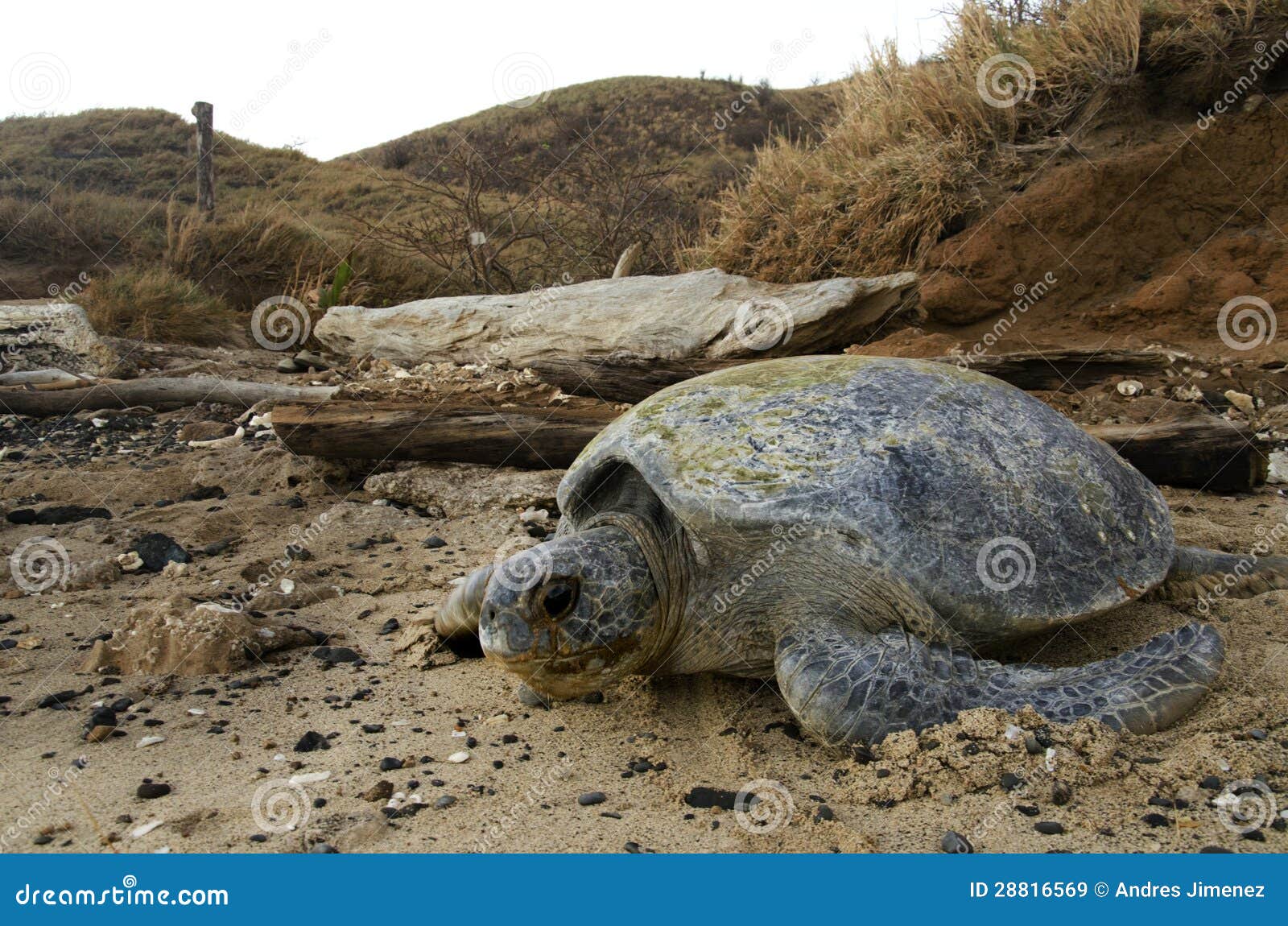 Pacific Green Sea Turtle in Deserted Beach Stock Image - Image of grass ...