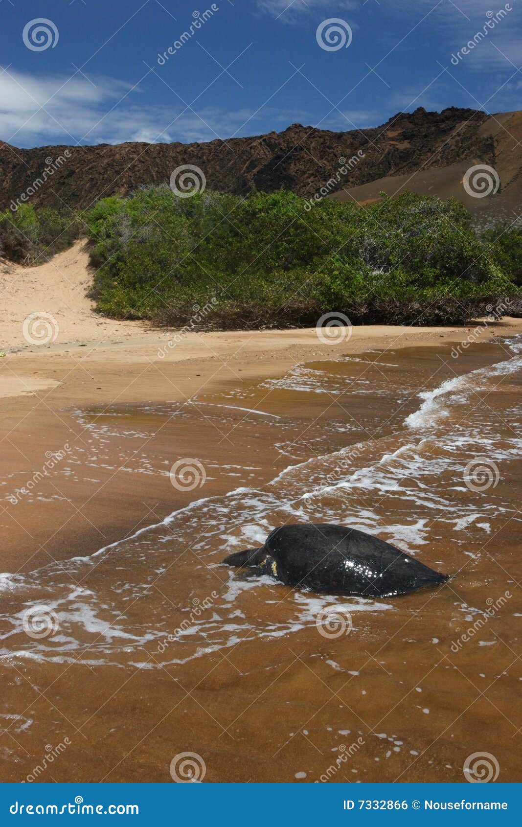 Pacific Green Sea Turtles stock photo. Image of pacific - 7332866