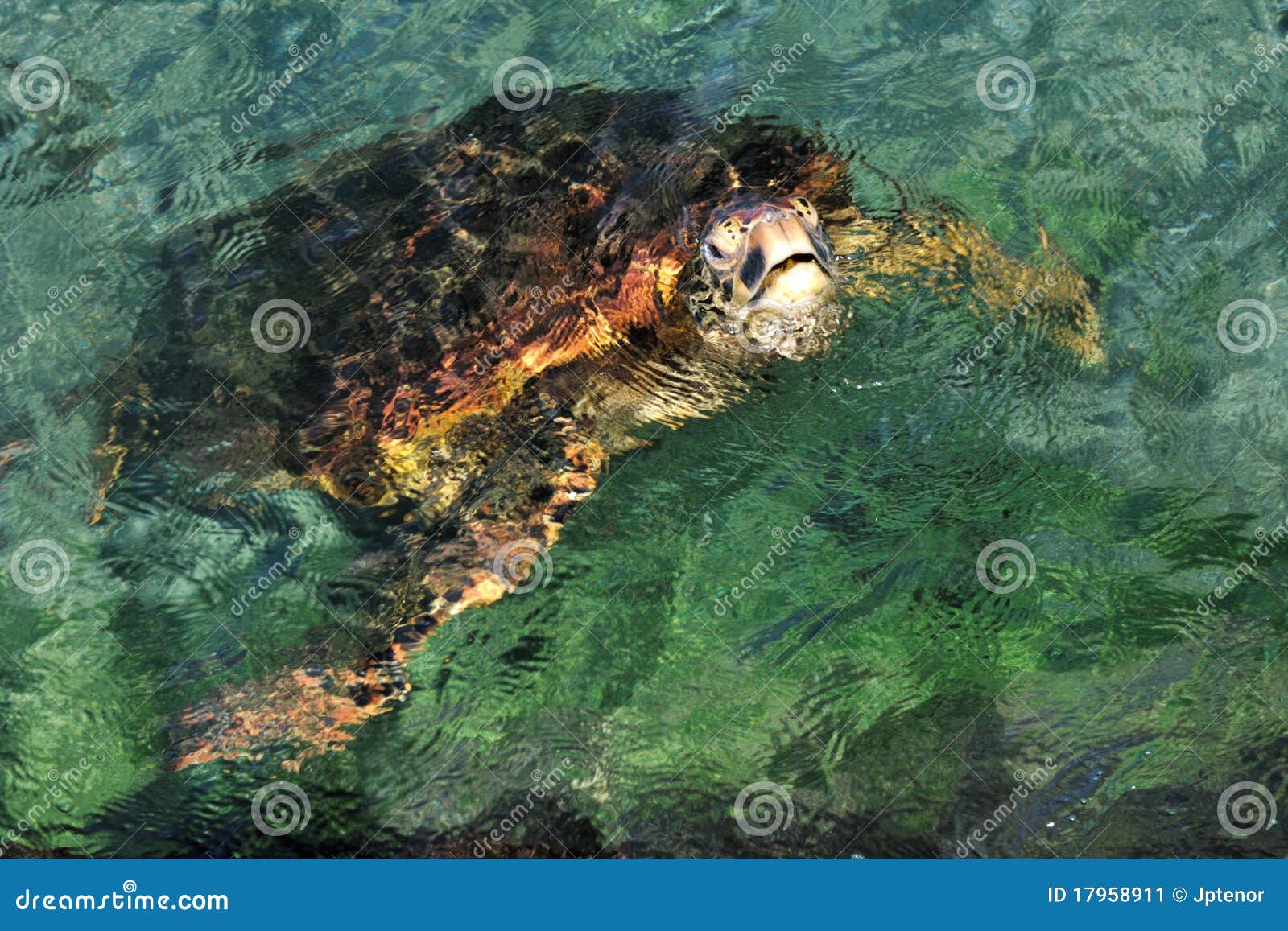 Pacific Green Turtle stock image. Image of island, chelonia - 17958911