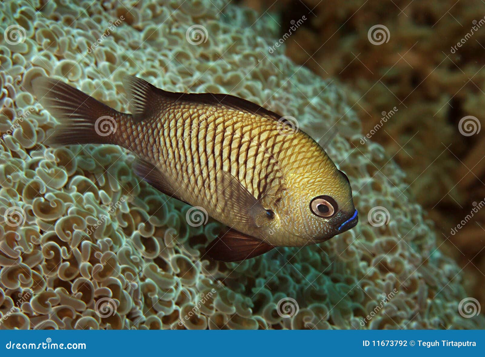 Pacific gregory damselfish stock photo. Image of fasciolatus - 11673792