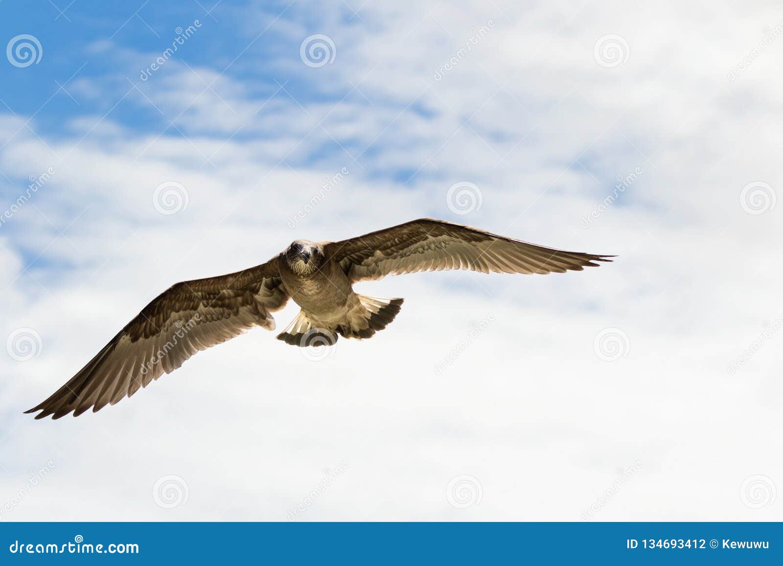 Pacific Gull in Flight, Big Brown Bird Flying Hovering in Blue Sky in ...