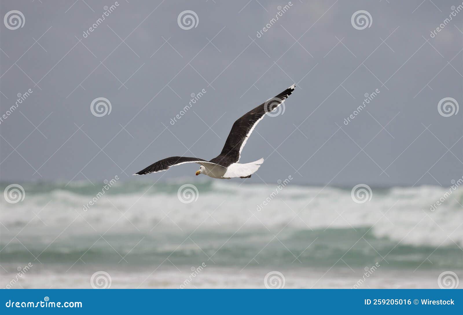 Pacific Gull Flying Over an Ocean on a Gloomy Day Stock Photo - Image ...