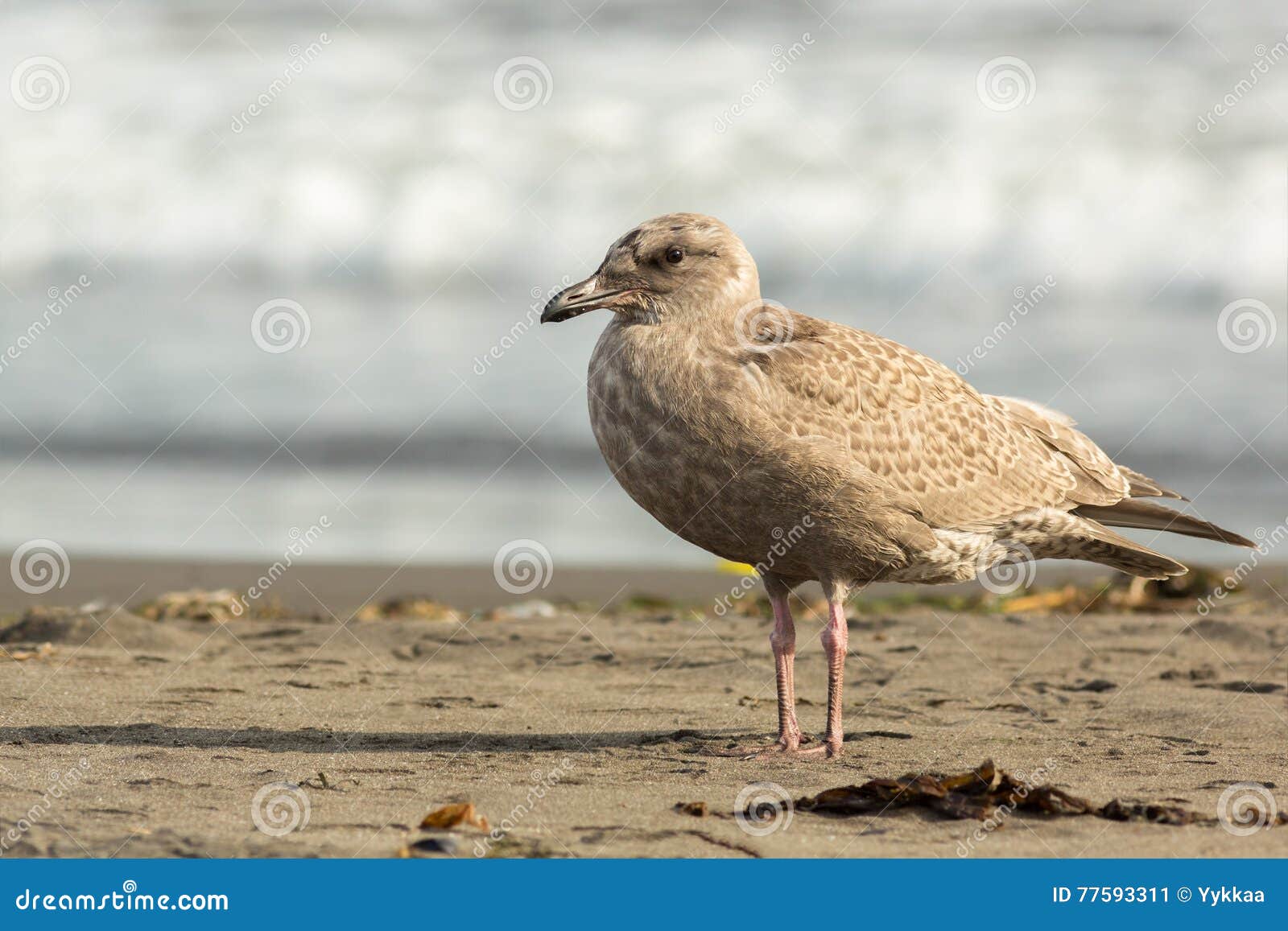 Pacific Gull on the Shore of Ocean. Stock Image - Image of bird ...