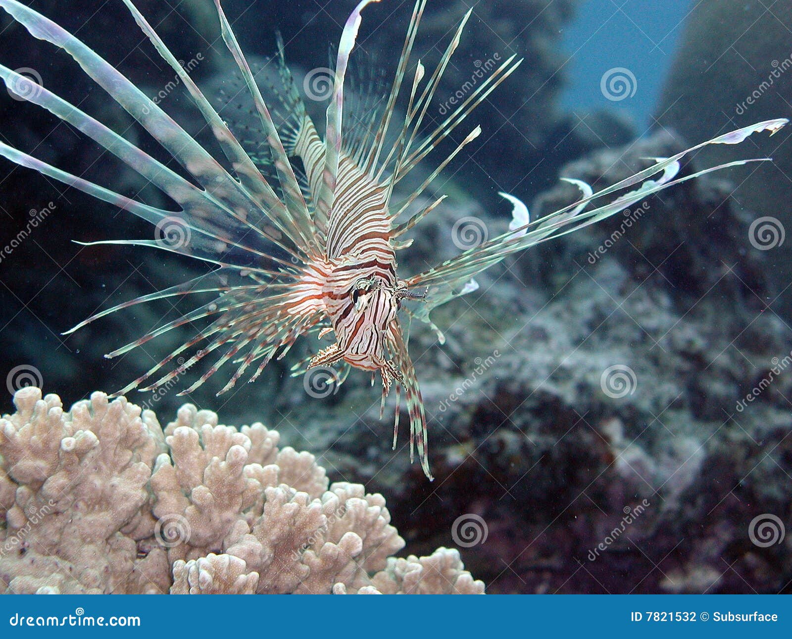 Pacific Lionfish Stock Photography | CartoonDealer.com #72584000