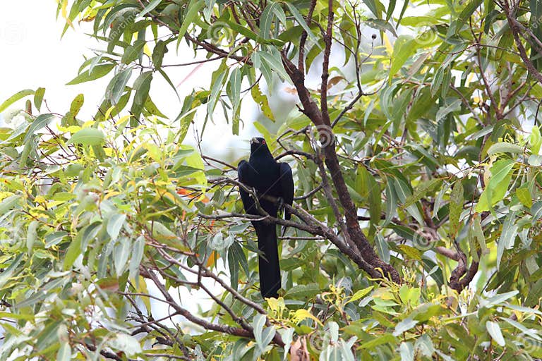 Pacific Koel stock image. Image of wildlife, australia - 63215547