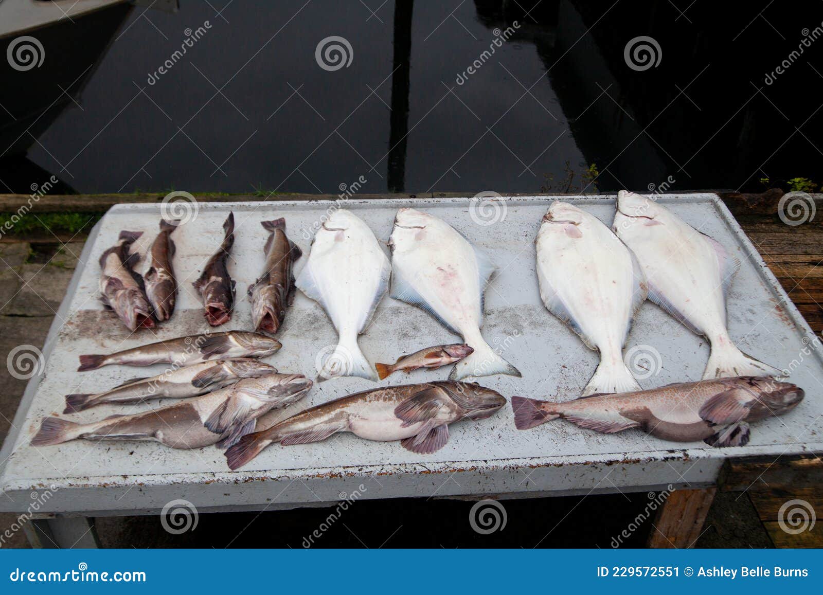 Pacific Lingcod and Halibut Stock Image - Image of coastal, lingcod ...