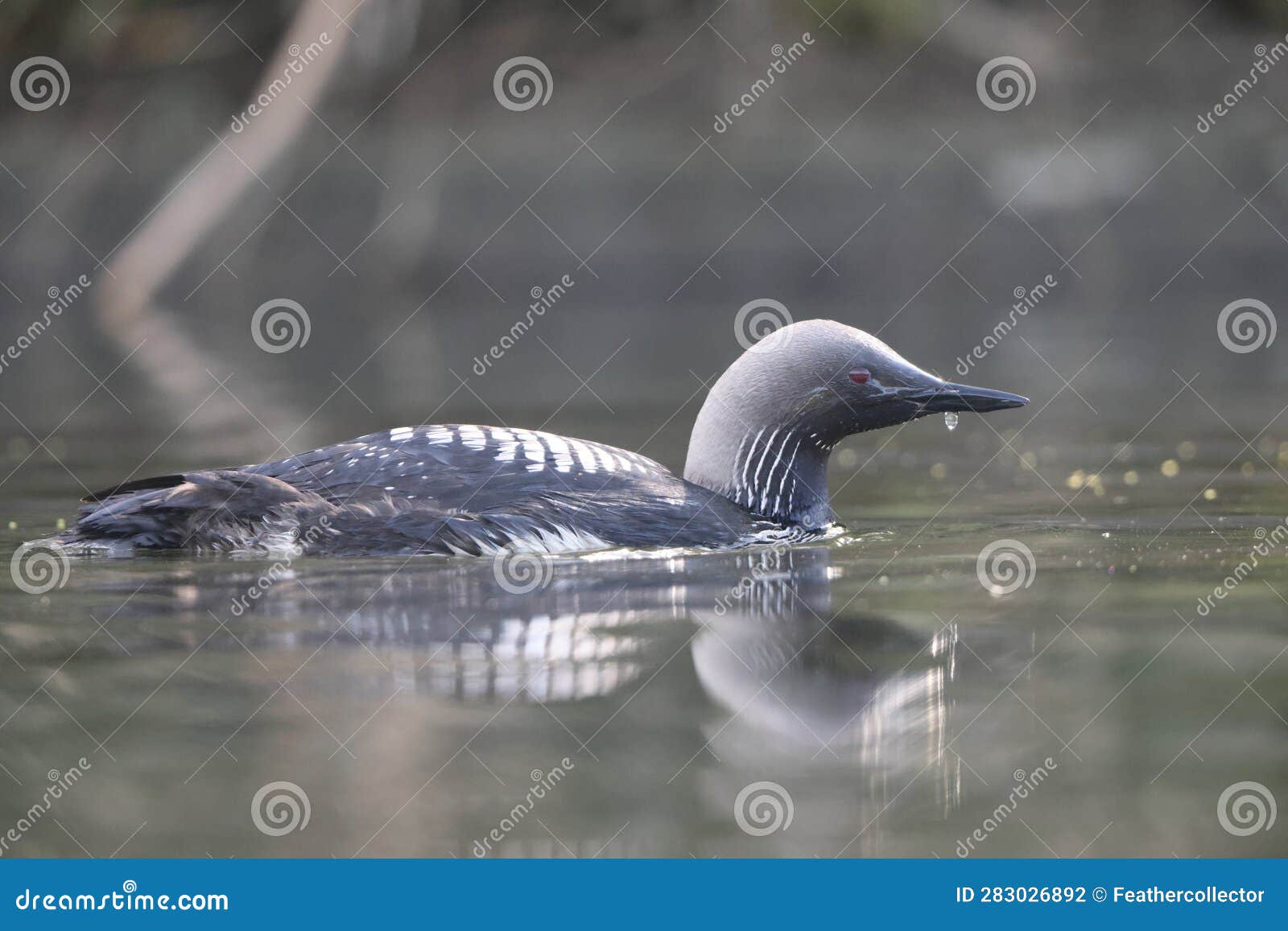 The Pacific Loon or Pacific Diver is a Medium-sized Member of the Loon ...