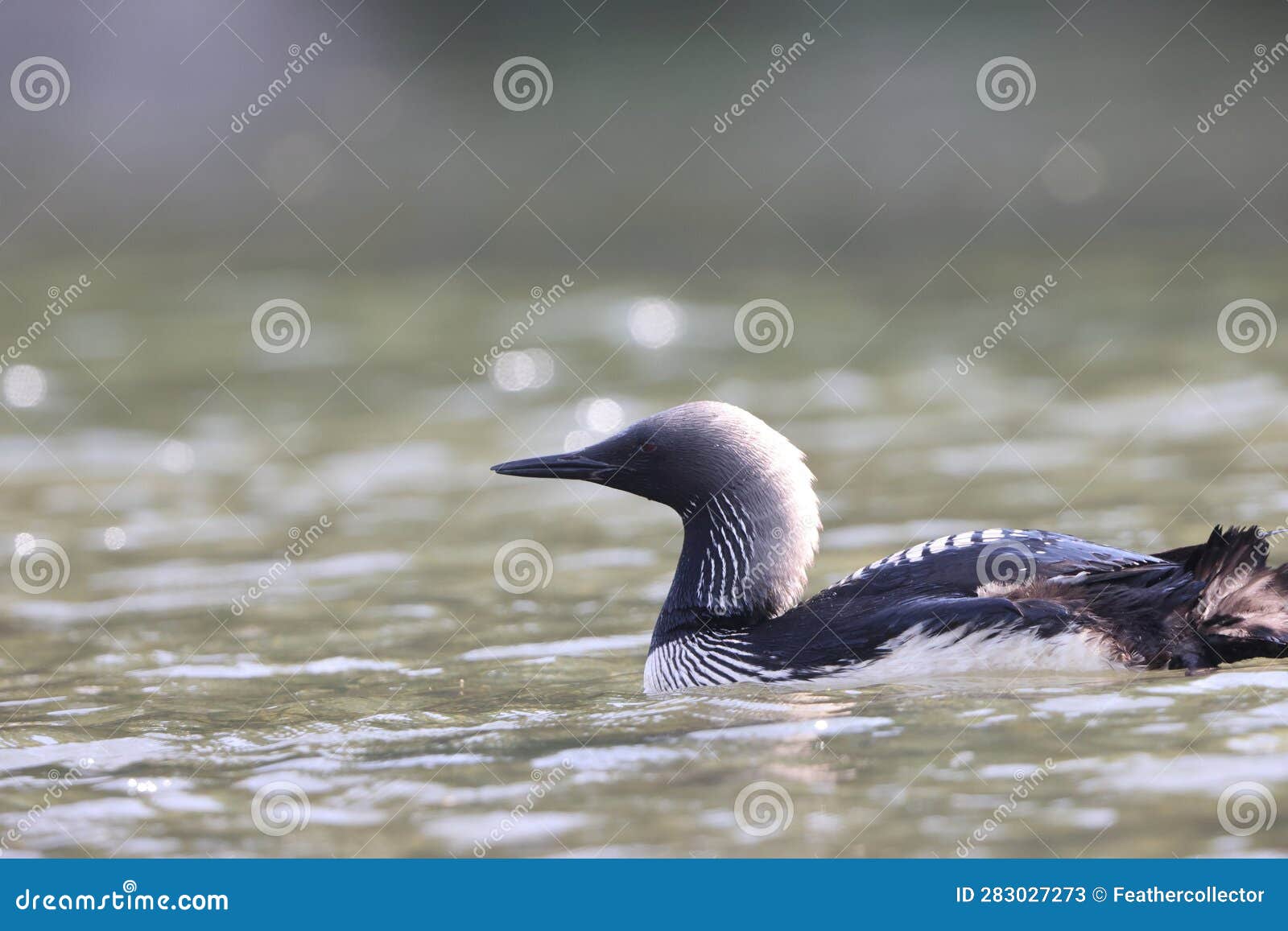 The Pacific Loon or Pacific Diver is a Medium-sized Member of the Loon ...