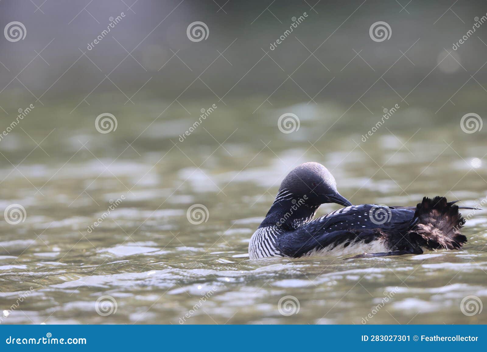 The Pacific Loon or Pacific Diver is a Medium-sized Member of the Loon ...
