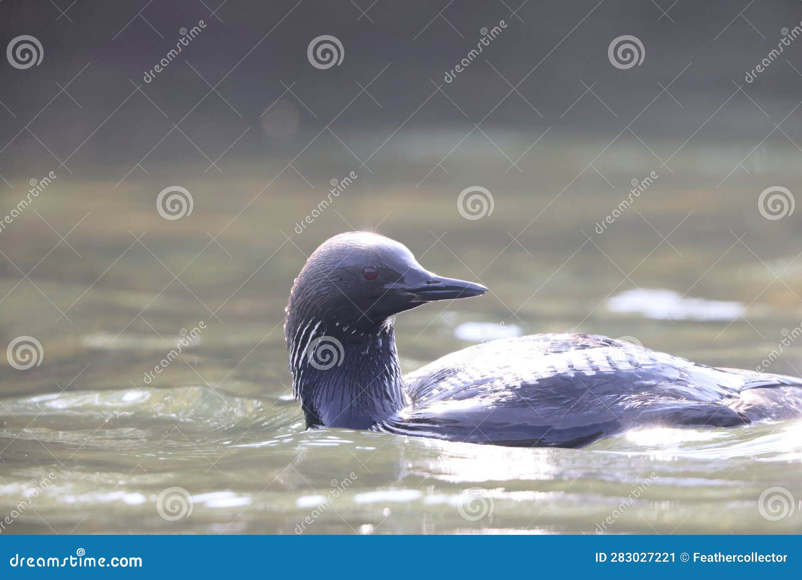 The Pacific Loon or Pacific Diver is a Medium-sized Member of the Loon ...