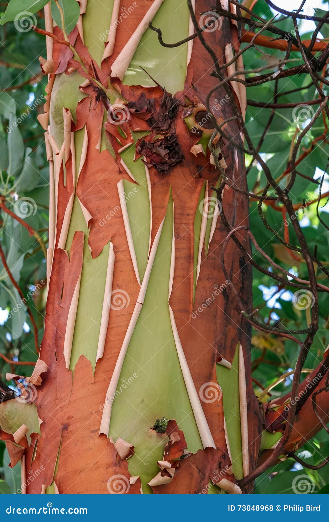 Pacific Madrona Madrone Arbutus Tree Trunk Bare Wood Gnarly Bark Stock ...