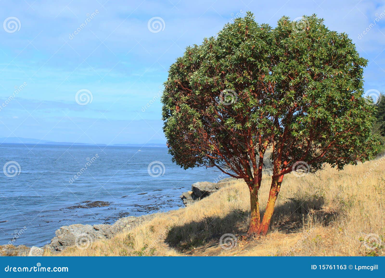 Pacific Madrone Tree stock image. Image of arbutus, waves - 15761163
