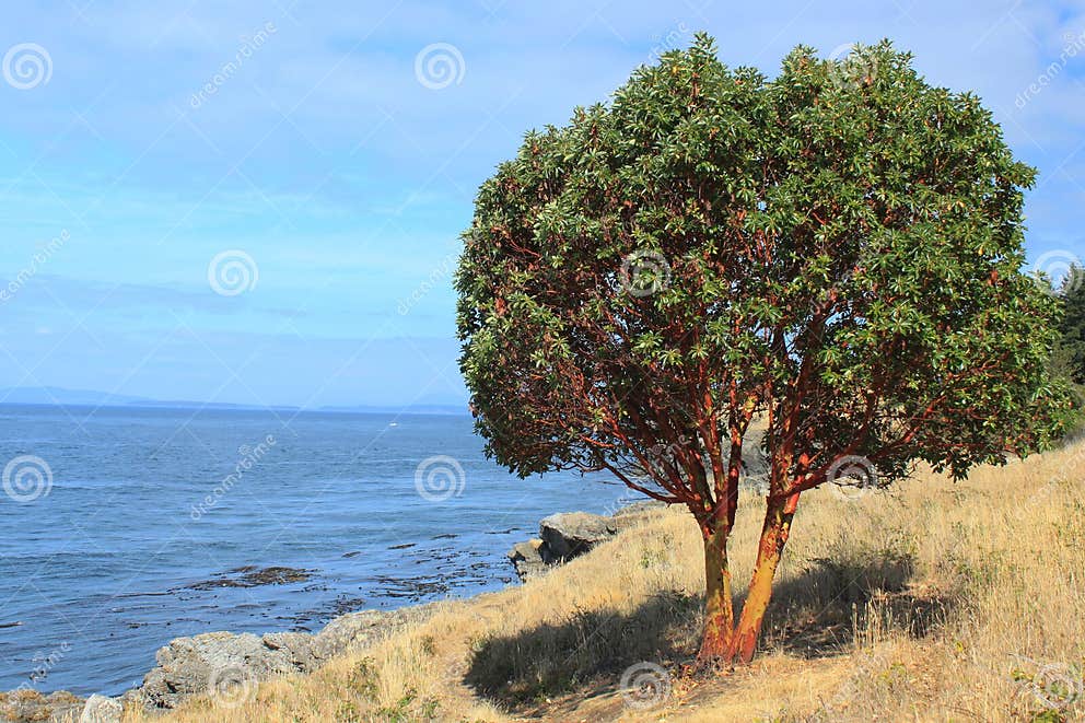 Pacific Madrone Tree stock image. Image of arbutus, waves - 15761163
