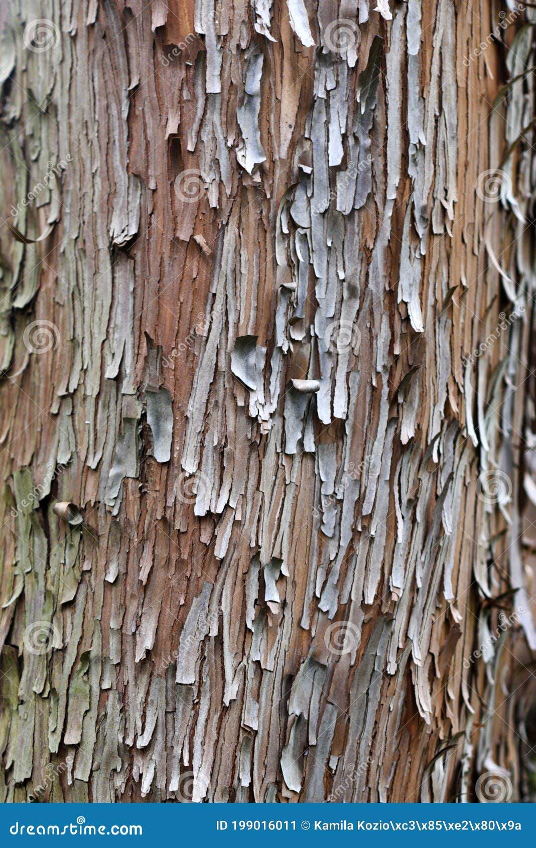 Pacific Madrone Tree Bark Texture Stock Image - Image of madrona ...