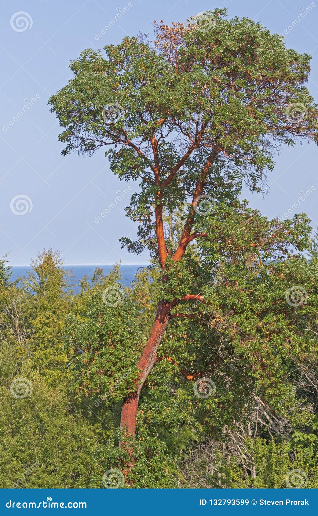Pacific Madrone Tree Growing Above the Forest Stock Image - Image of ...