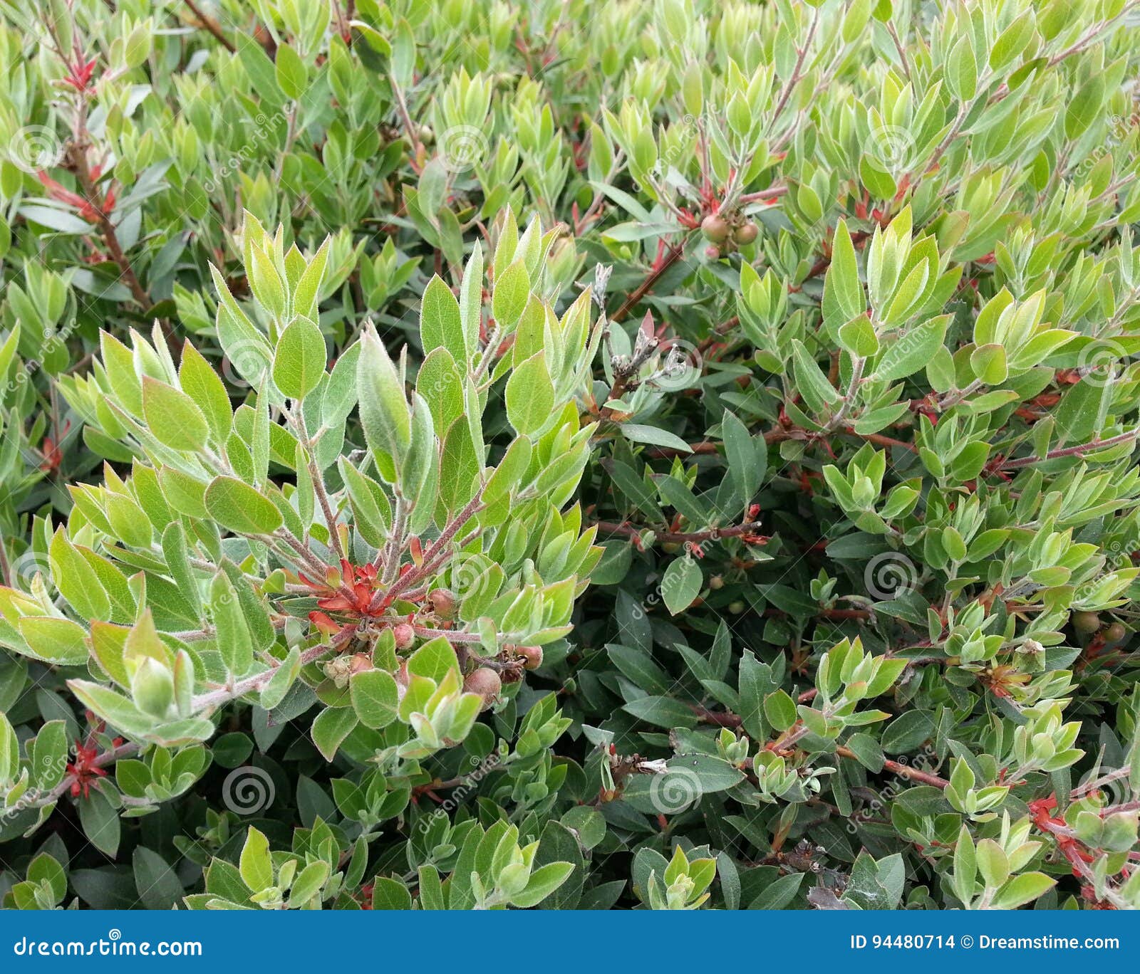 Manzanita Pacific Mist Stock Photos - Free & Royalty-Free Stock Photos ...