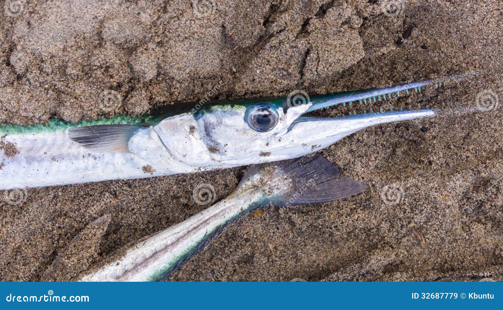 Pacific Needlefish stock image. Image of fish, healthy - 32687779