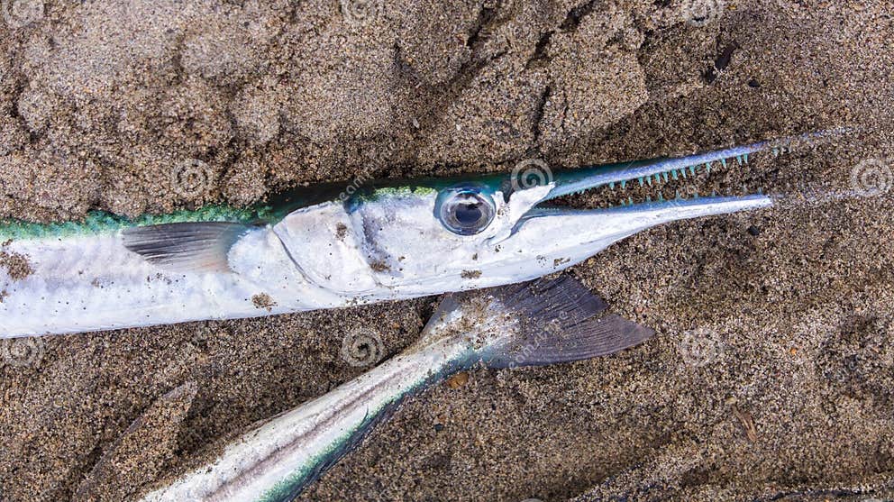 Pacific Needlefish stock image. Image of fish, healthy - 32687779