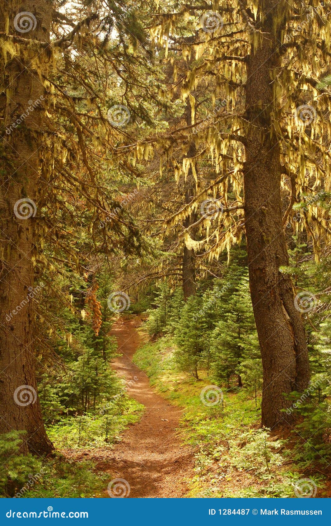 Pacific Northwest Forest stock image. Image of wilderness - 1284487