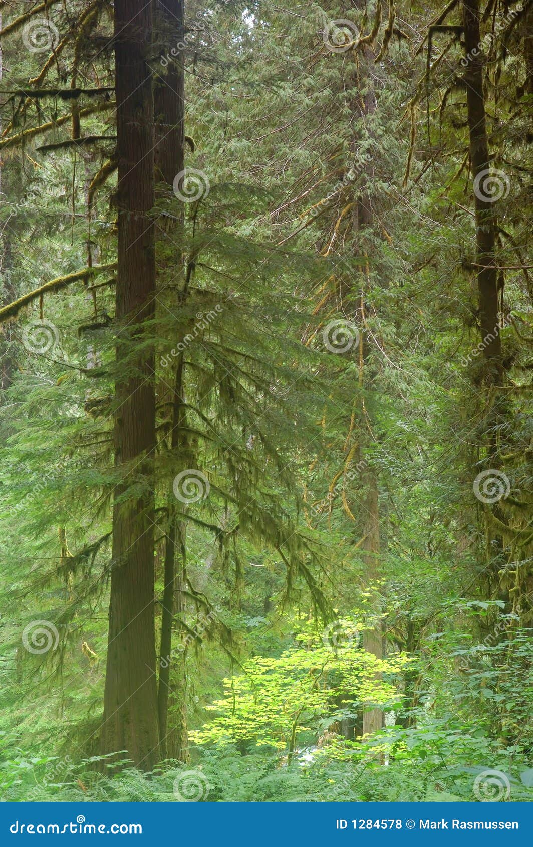 Pacific Northwest Forest stock photo. Image of natural - 1284578