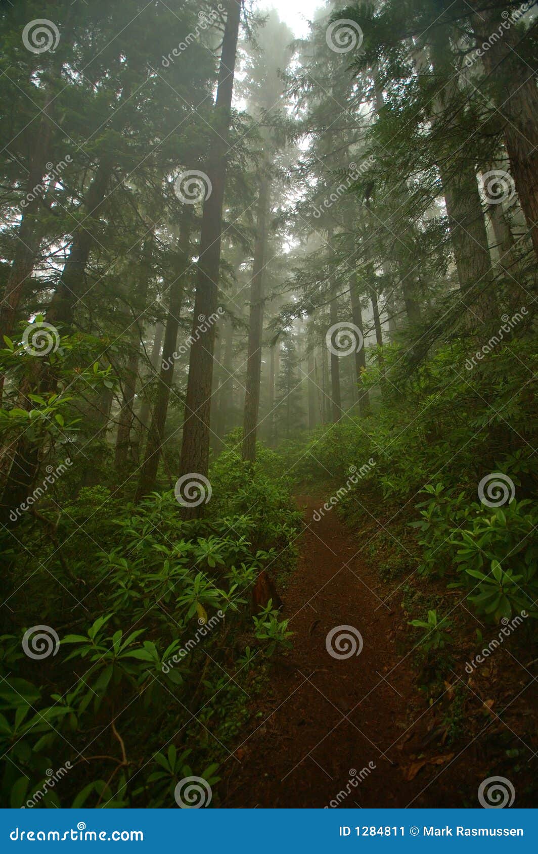 Pacific Northwest Forest stock image. Image of natural - 1284811