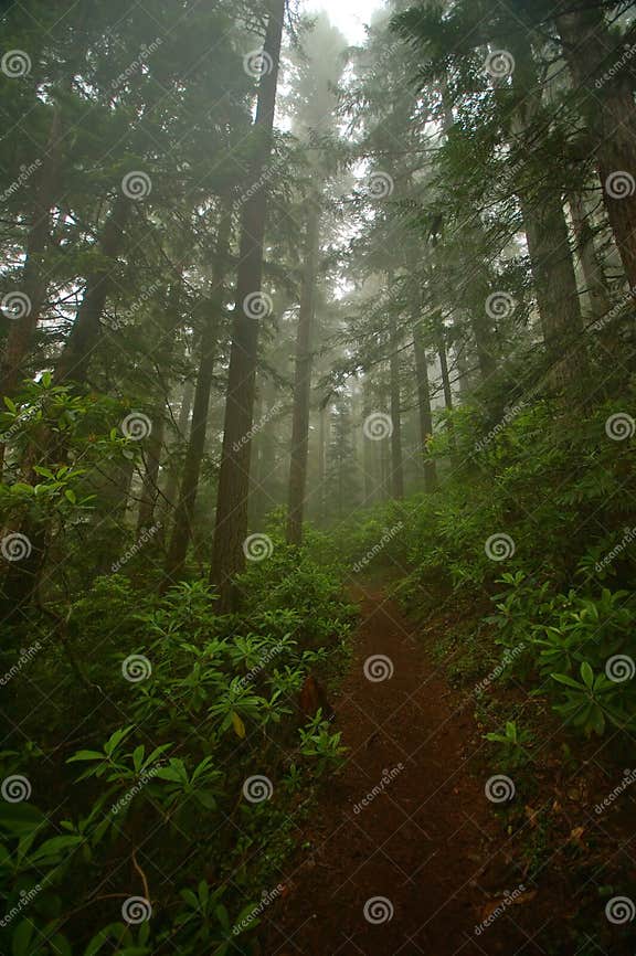 Pacific Northwest Forest stock image. Image of natural - 1284811