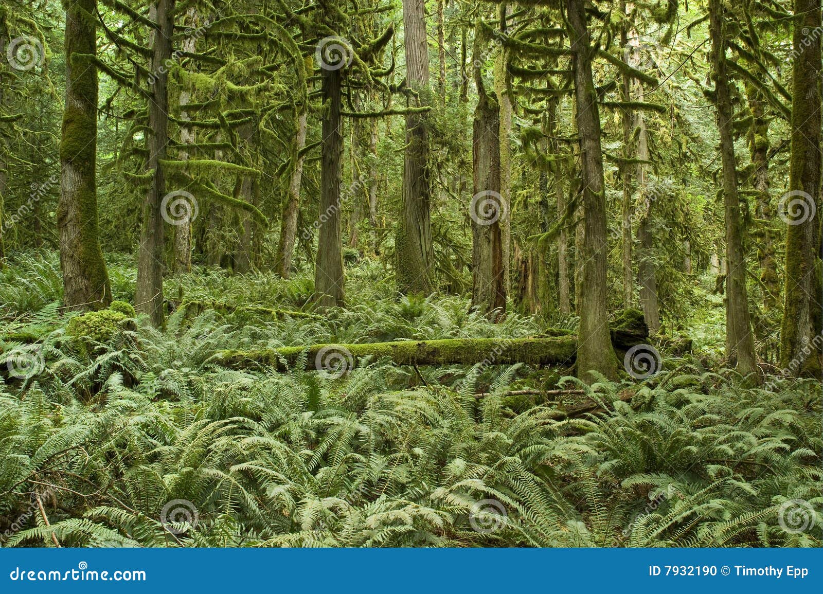 Pacific Northwest Forest stock photo. Image of rainforest - 7932190
