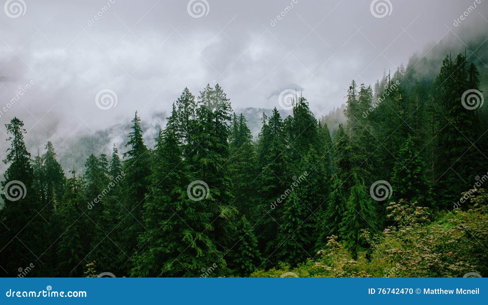Pacific Northwest Forest stock photo. Image of washington - 76742470