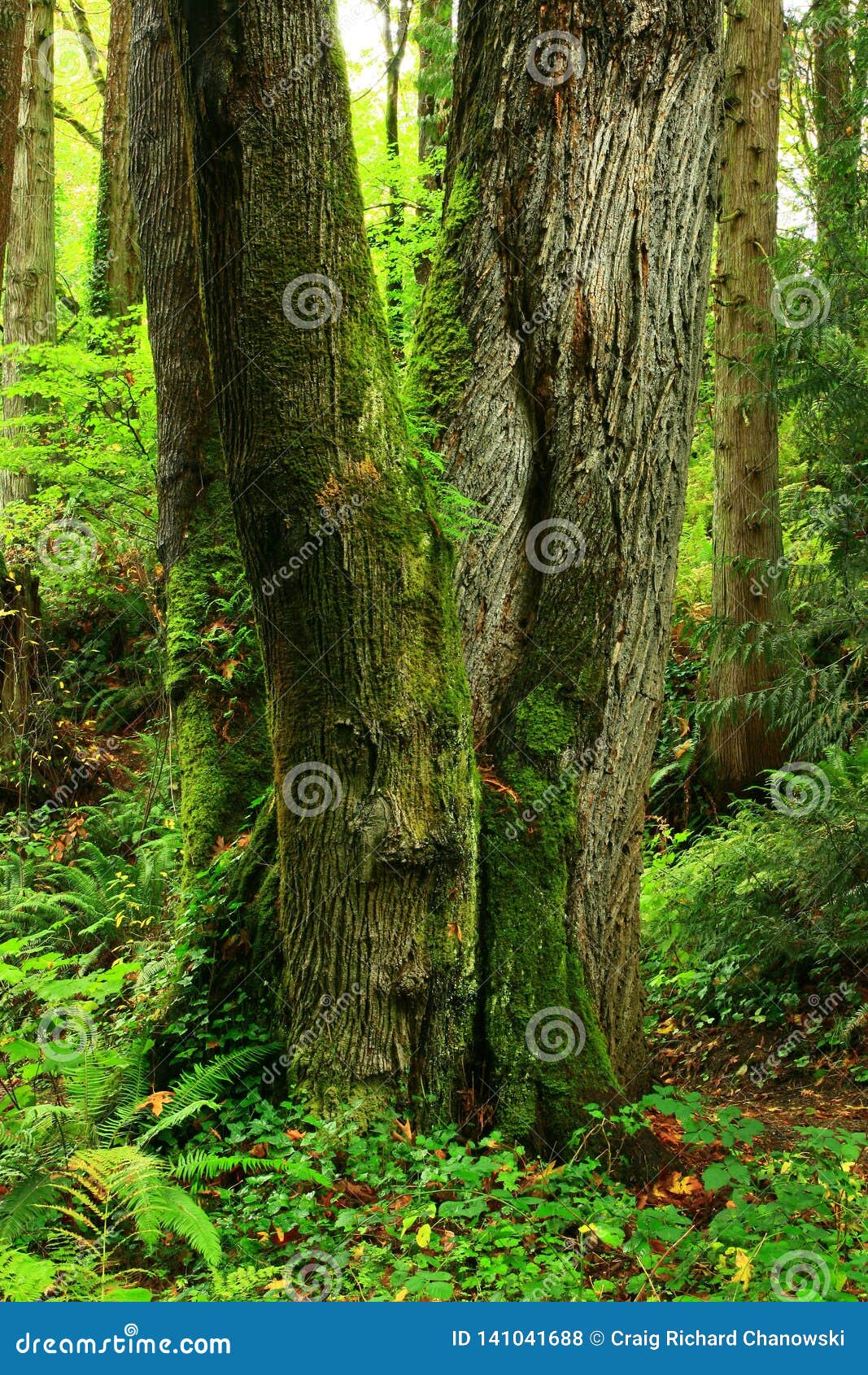 Pacific Northwest Forest and Big Leaf Maple Tree Stock Photo - Image of ...