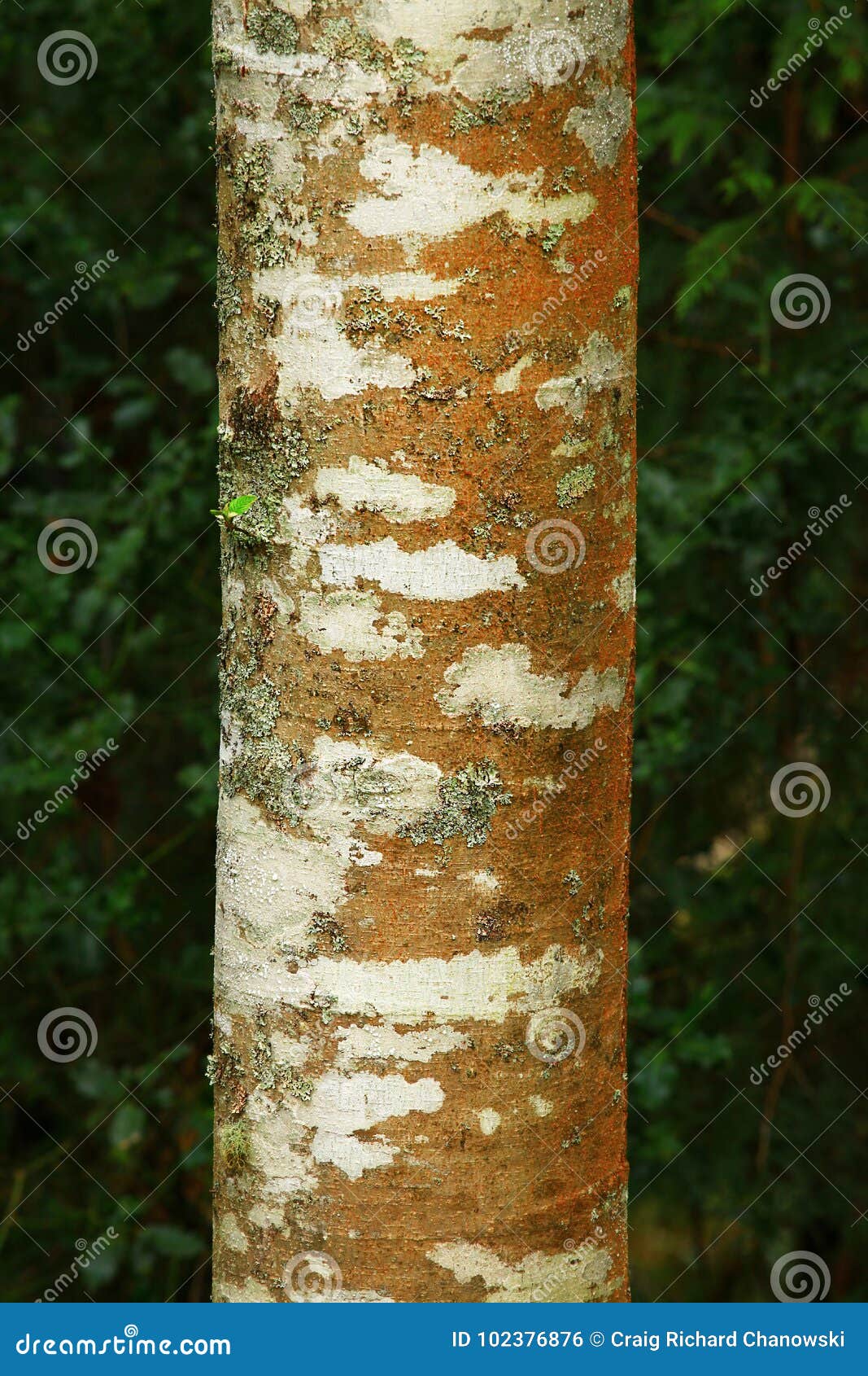 Pacific Northwest Forest with a Red Alder Trees Stock Photo - Image of ...