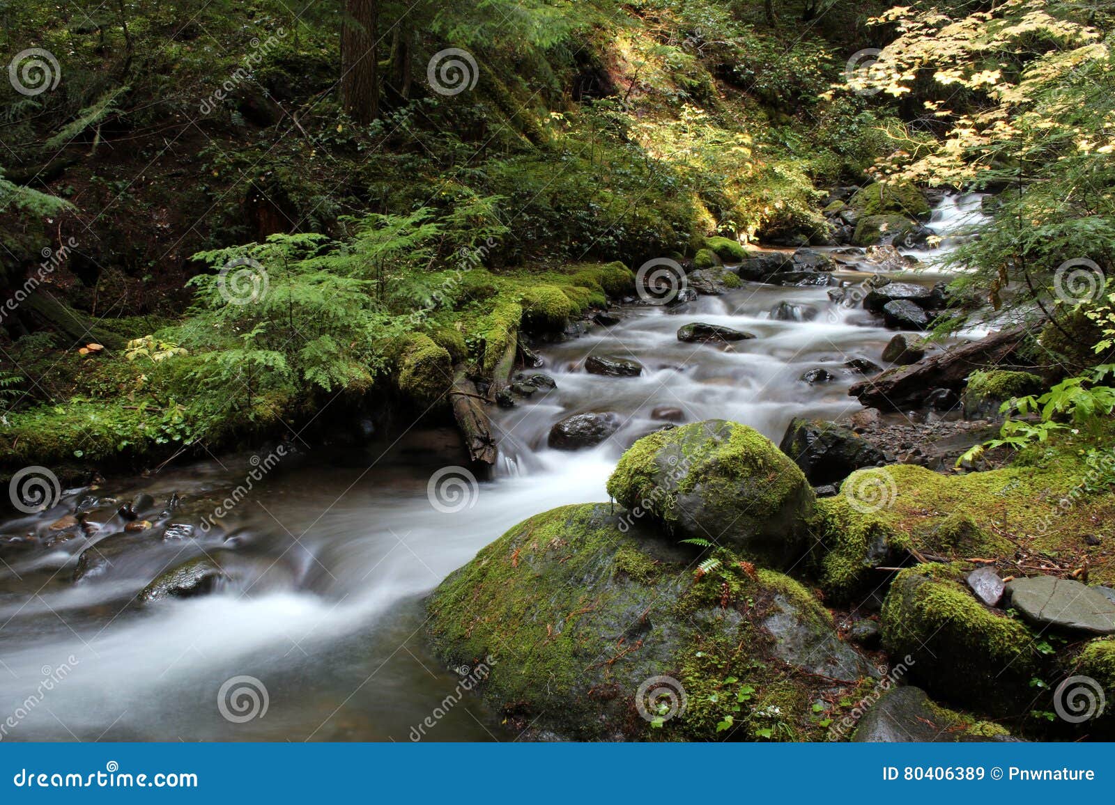 Pacific Northwest Forest Stream Stock Image - Image of northwest ...