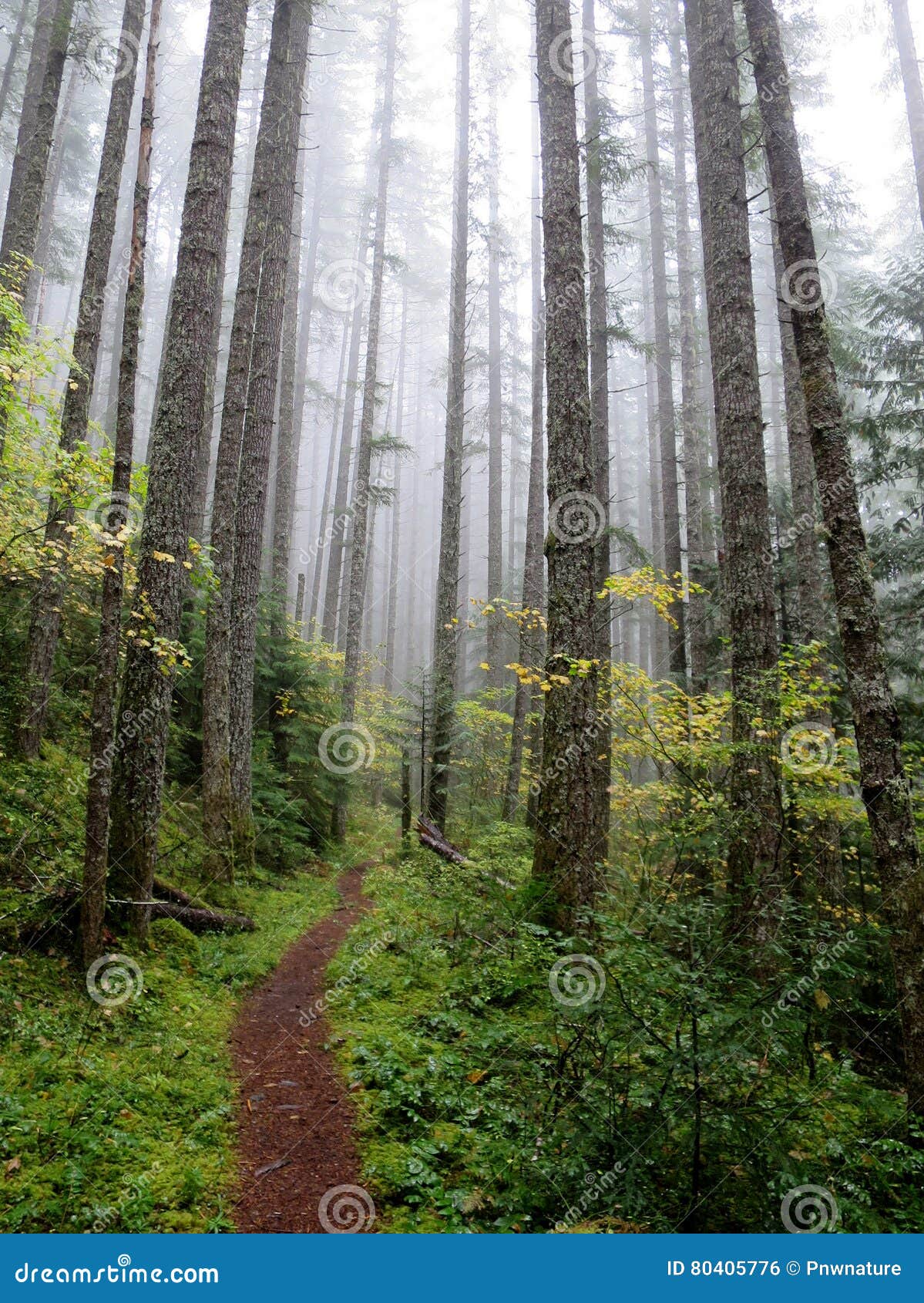 Pacific Northwest Forest stock photo. Image of mossy - 80405776