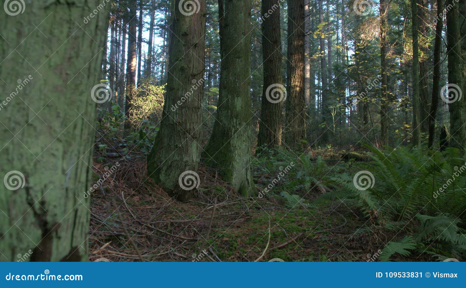 Pacific Northwest Forest Tree Dolly Shot Stock Video - Video of ...