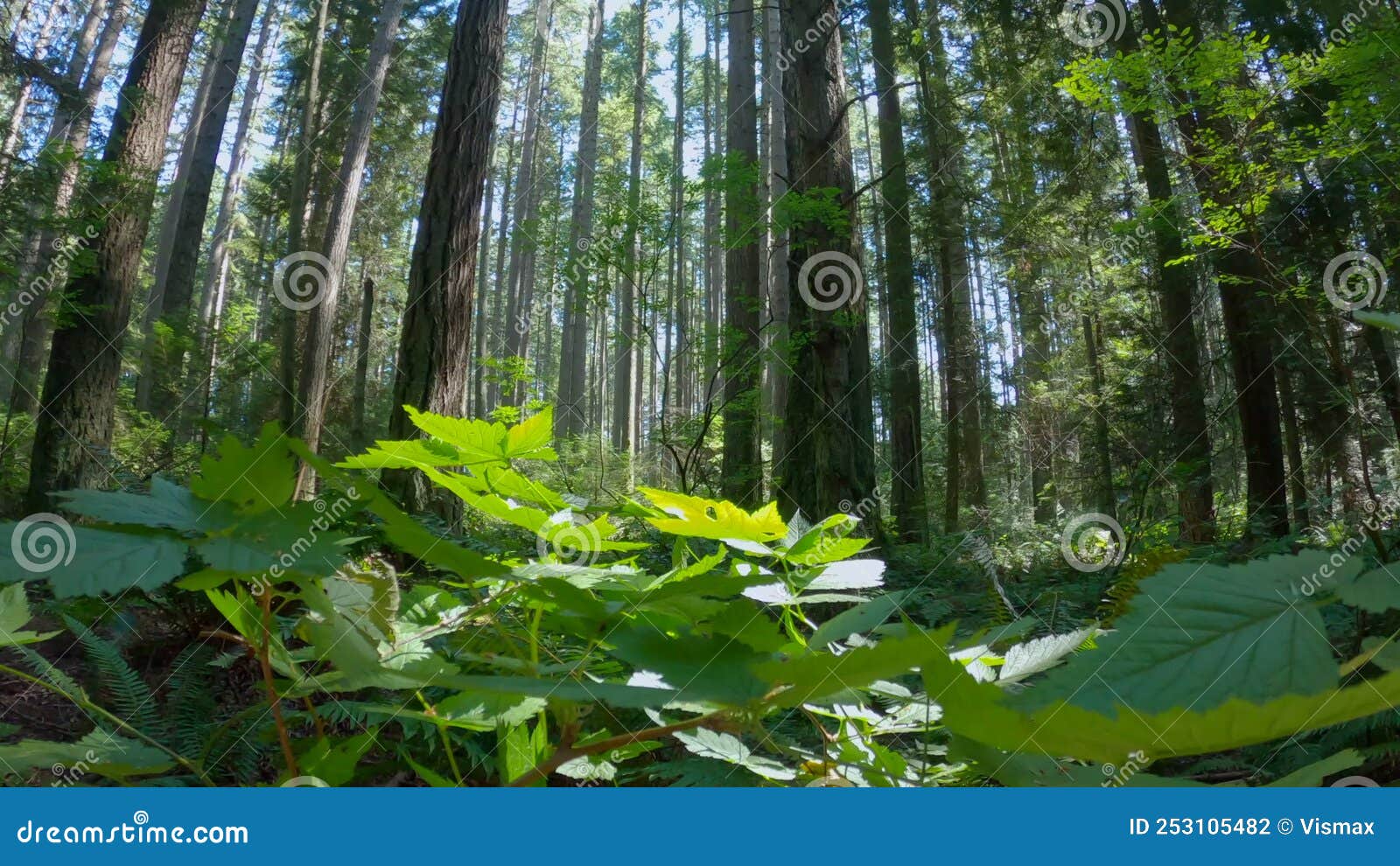 Pacific Northwest Forest Underbrush 4K UHD Stock Footage - Video of ...
