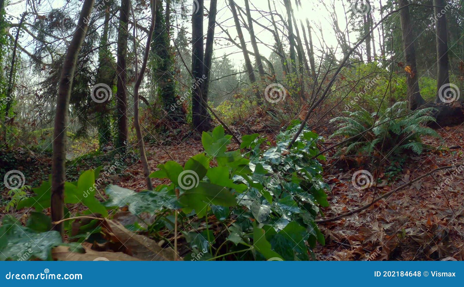 Pacific Northwest Forest Vines 4K UHD Stock Footage - Video of british ...