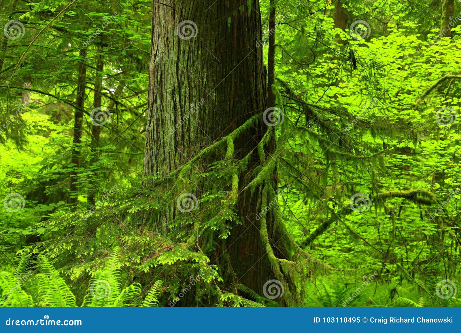 Pacific Northwest Forest and Western Red Cedar Stock Image - Image of ...