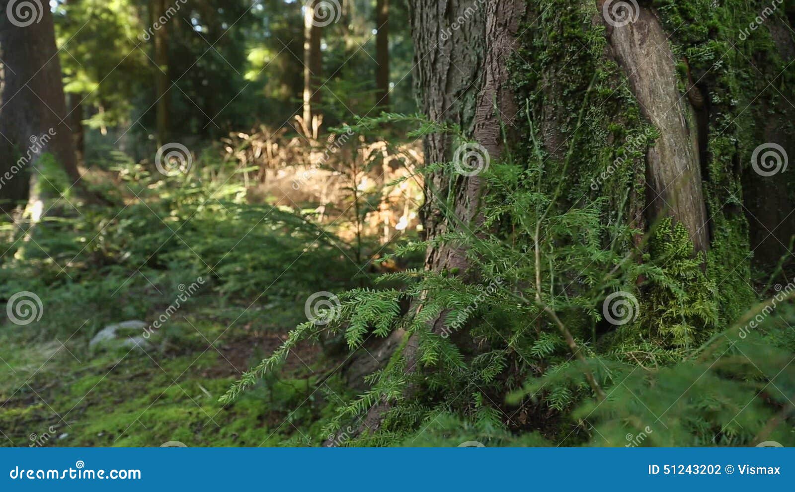 Pacific Northwest Moss Covered Tree Stock Footage - Video of fern ...