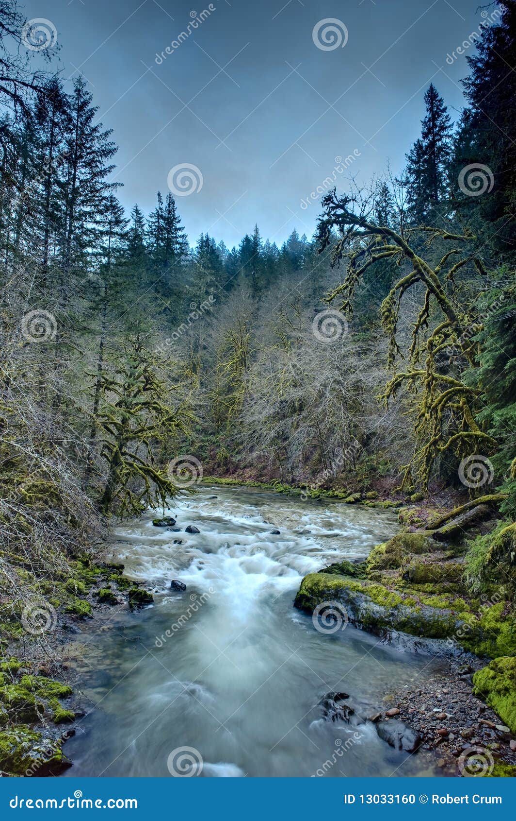 Pacific Northwest Mountain River Stock Photo - Image of mossy, stream ...