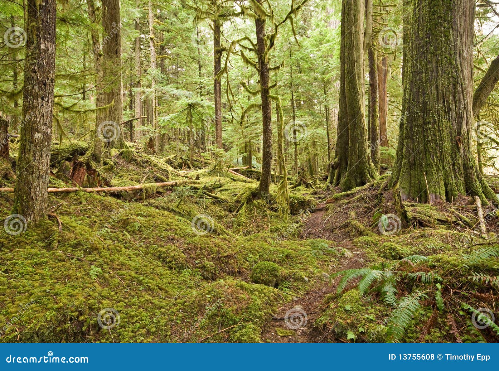 Pacific Northwest Rain Forest Stock Photo - Image of evergreen, moss ...