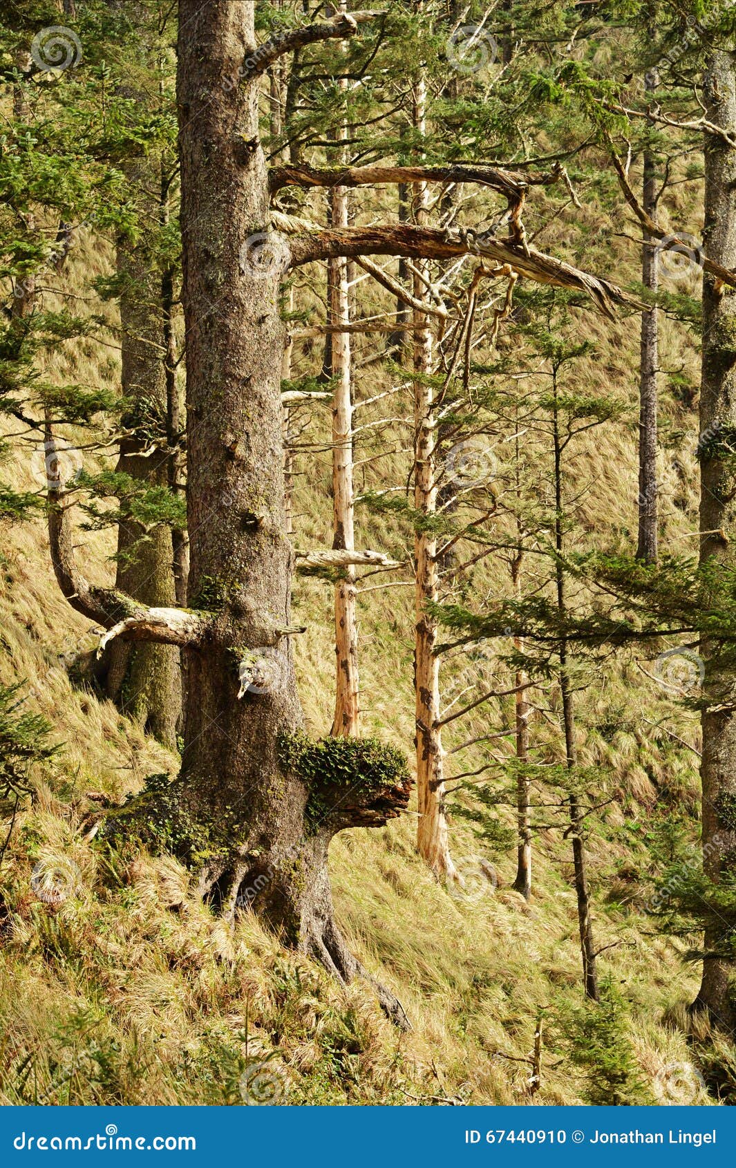 Pacific Northwest Rain Forest Stock Photo - Image of leading, forest ...