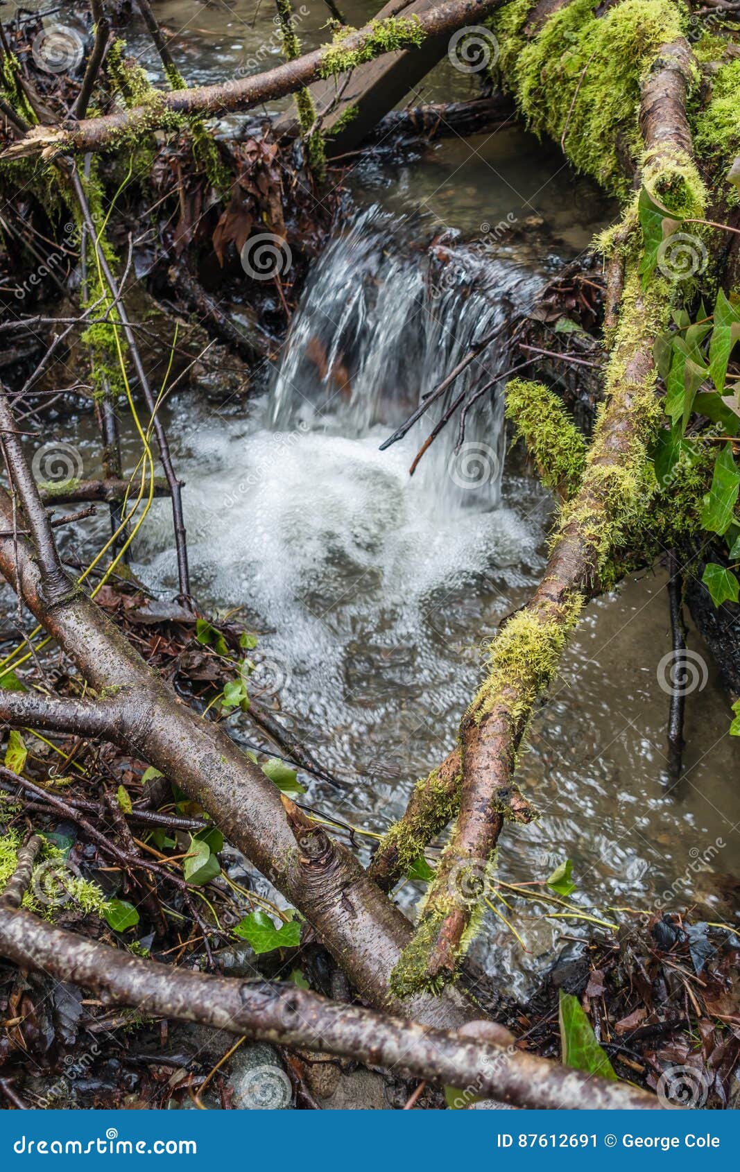 Pacific Northwest Stream 4 stock image. Image of state - 87612691