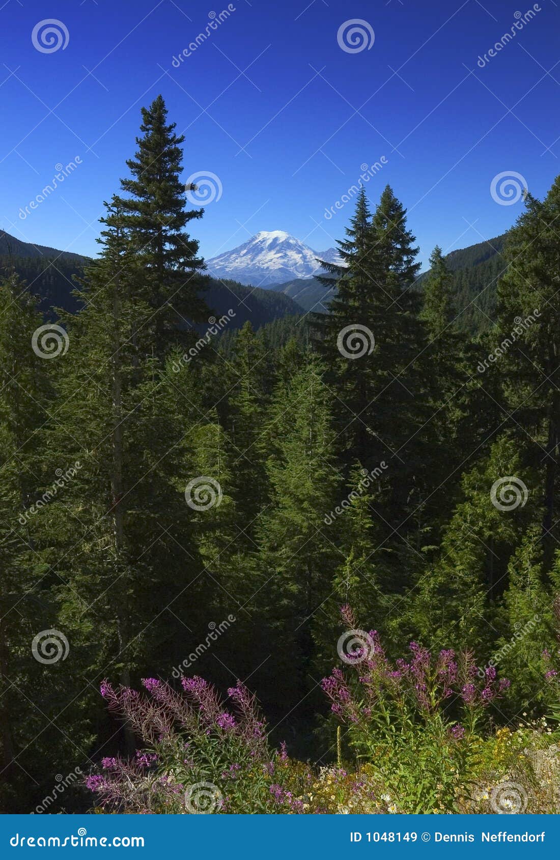 Pacific Northwest Wildflowers Stock Image - Image of mountain, summer ...