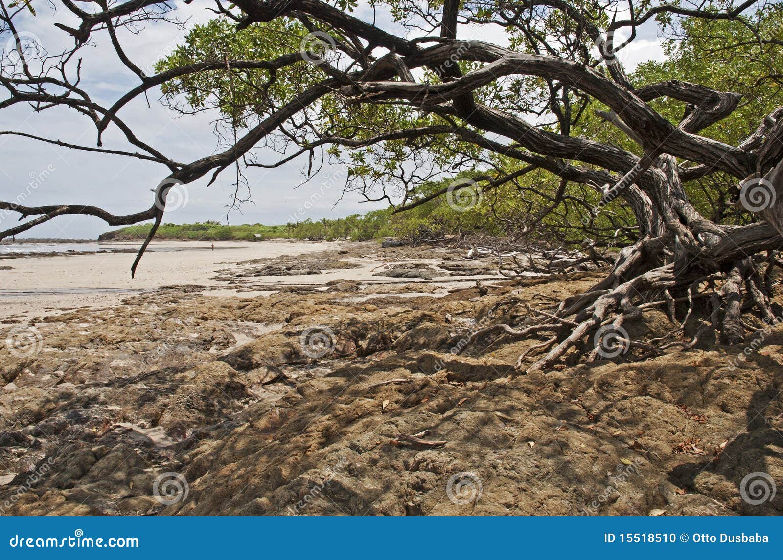 Pacific Ocean Coast with Craggy Tree Stock Photo - Image of ...