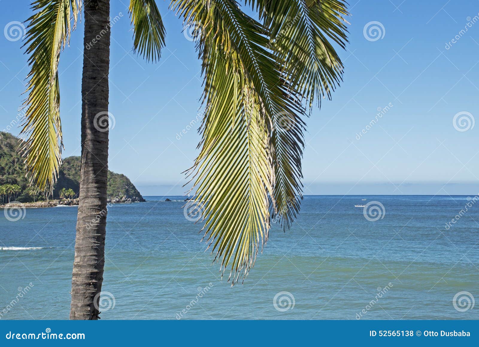 Pacific Ocean Coast with Palm Tree Stock Photo - Image of jalisco ...