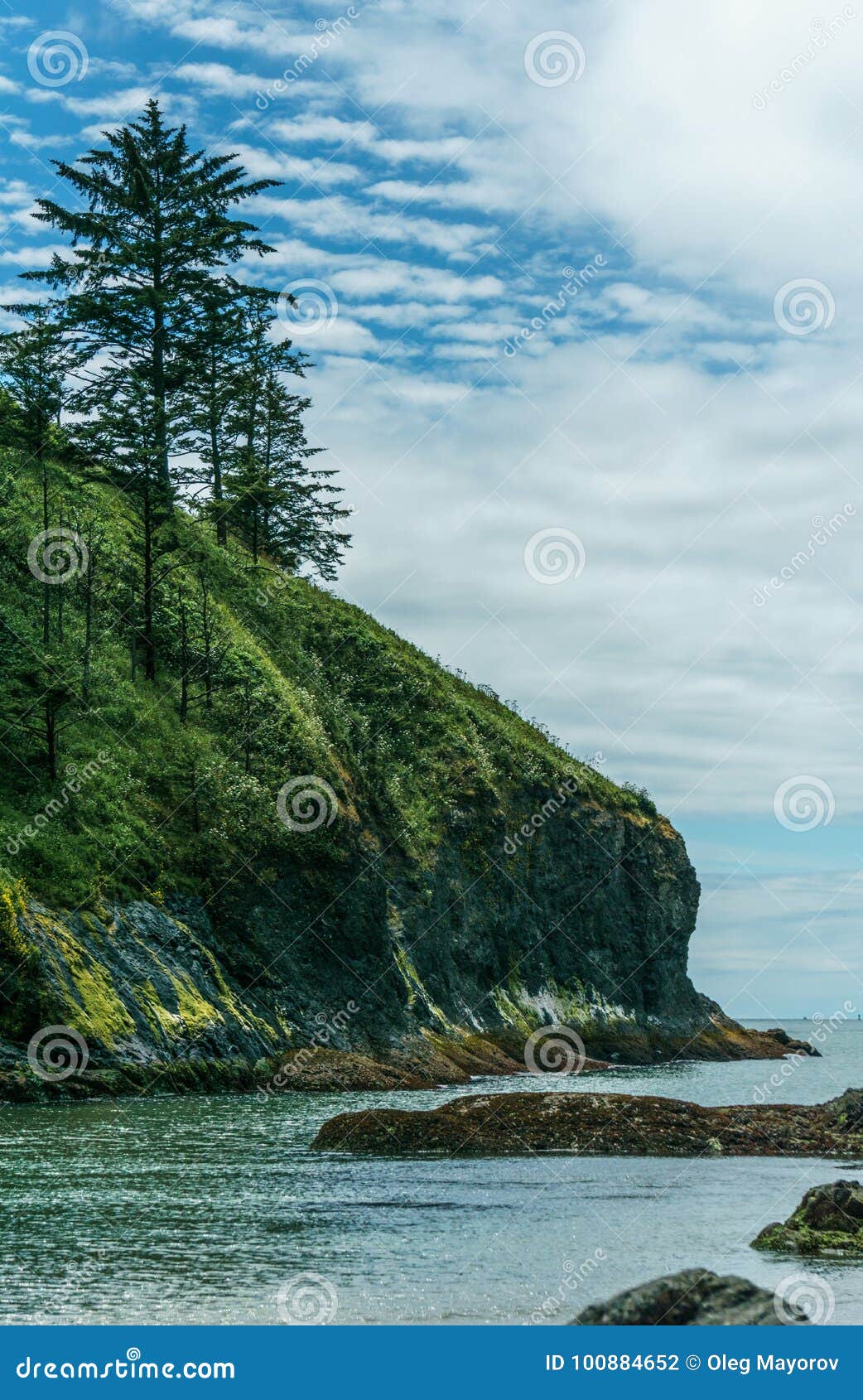 Pacific Ocean Cove with Tall Trees on the Cliff. Stock Photo - Image of ...