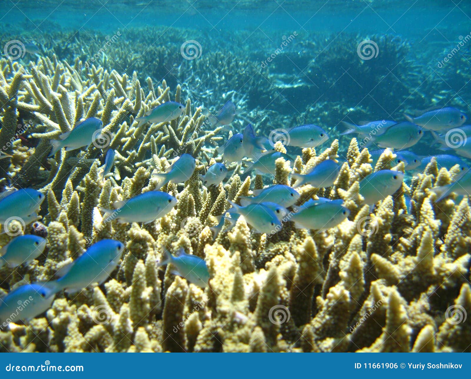 Pacific ocean, reef life stock photo. Image of environmental - 11661906