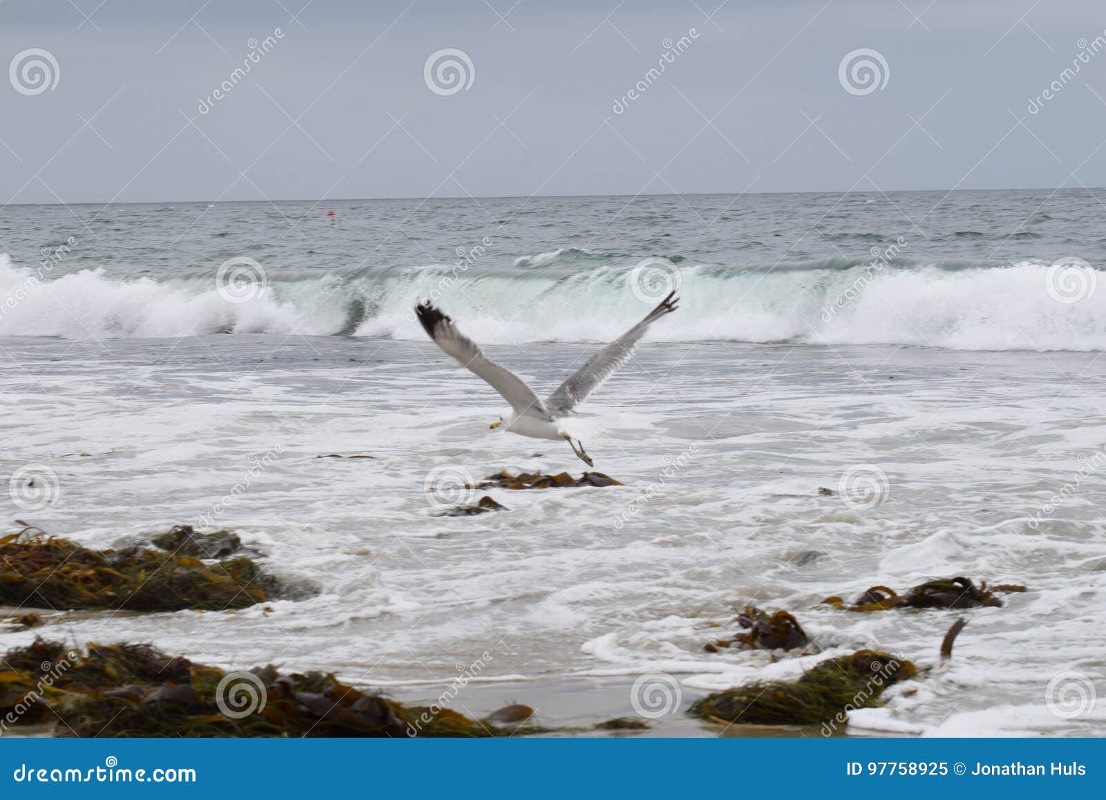 A Pacific Ocean Seagull in Flight Stock Image - Image of inspire, birds ...