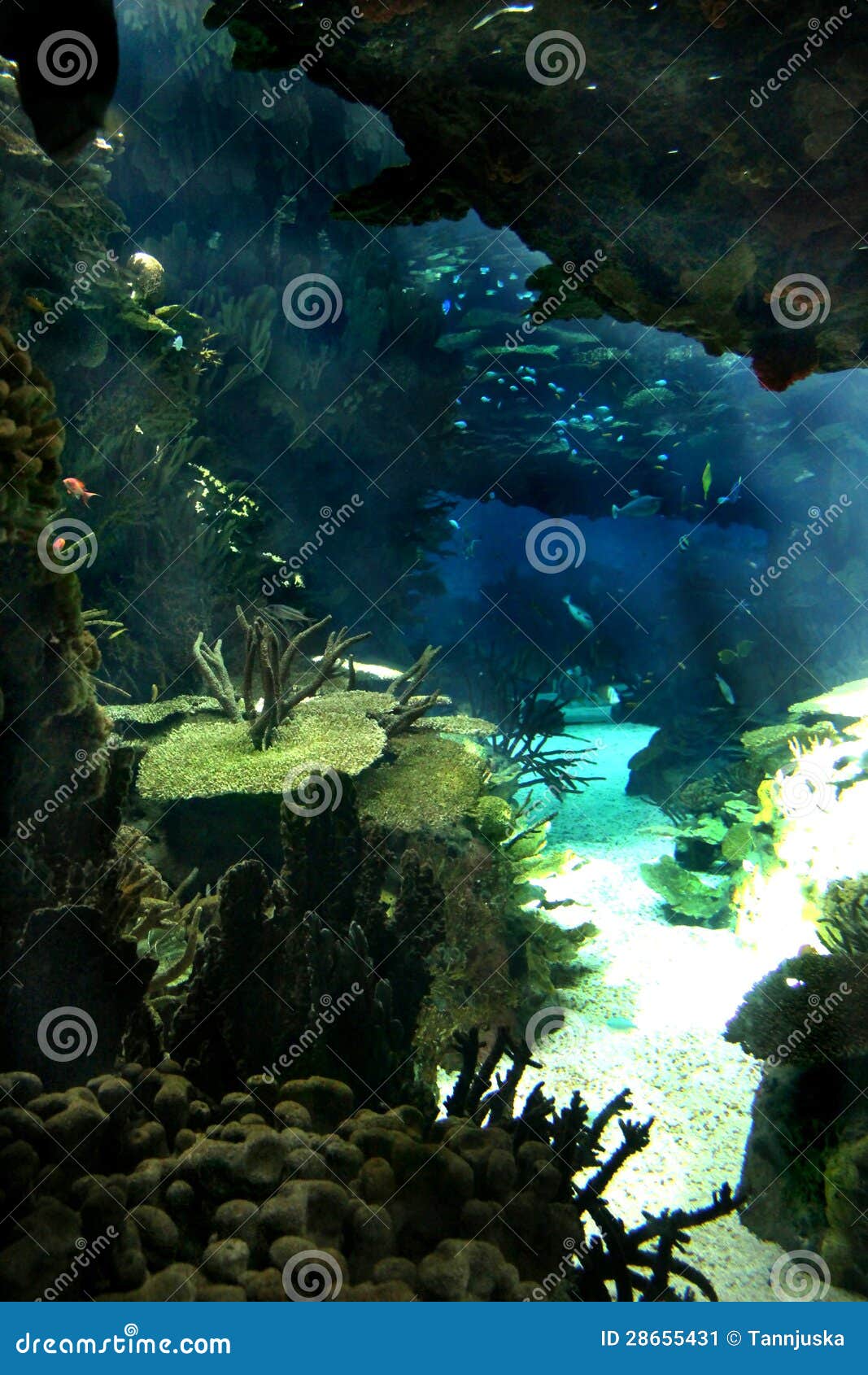 Pacific Ocean Underwater Sea Life Stock Image - Image of egypt, exotic ...