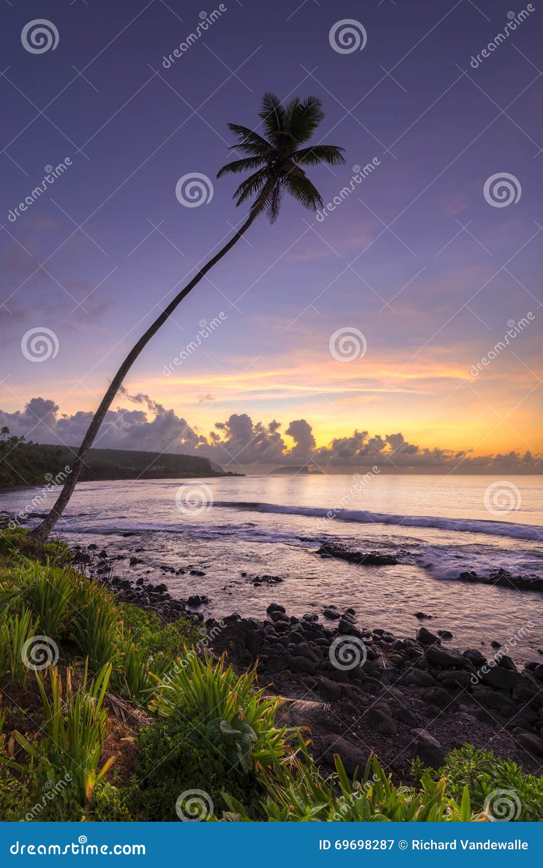 Pacific Palm stock image. Image of wave, coconut, tree - 69698287